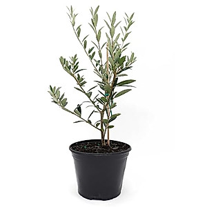American Plant Exchange Arbequina Olive Tree, 6-Inch Pot, 2.5ft Tall, Self-Pollinating, Live Fruiting Indoor & Outdoor Houseplant, Perfect for Home & Office