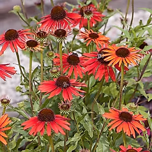 CHUXAY GARDEN Firebird Echinacea Seed,Echinacea 'Firebird', Red Coneflower 100 Seeds Rare Hardy Flowering Plant Beautiful Potted Plants
