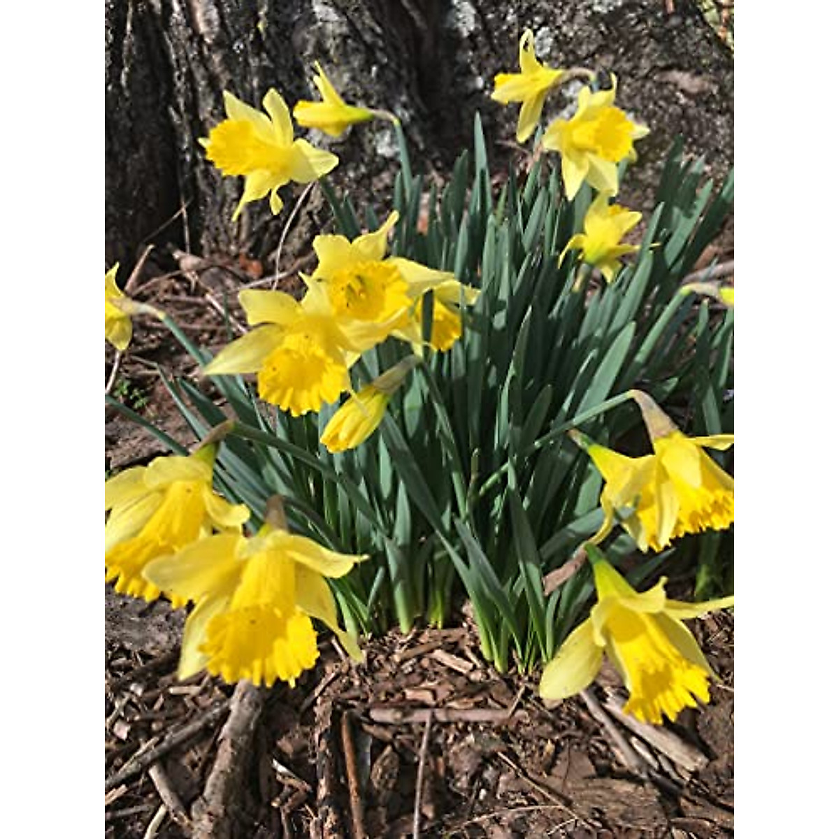 Dutch Master Daffodil 50 Bulbs -Deer & Rodent Resistant - 14/16 cm Bulbs