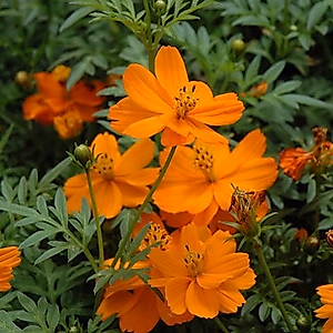 Sulphur Cosmos Seeds - Crest Orange - Packet - Orange Flower Seeds, Open Pollinated Seed Attracts Bees, Attracts Butterflies, Attracts Hummingbirds, Attracts Pollinators, Easy to Grow & Maintain