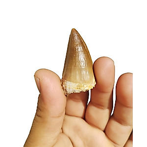 Real Mosasaur Tooth Fossil Dinosaur Tooth Fossil Dinosaur Fang