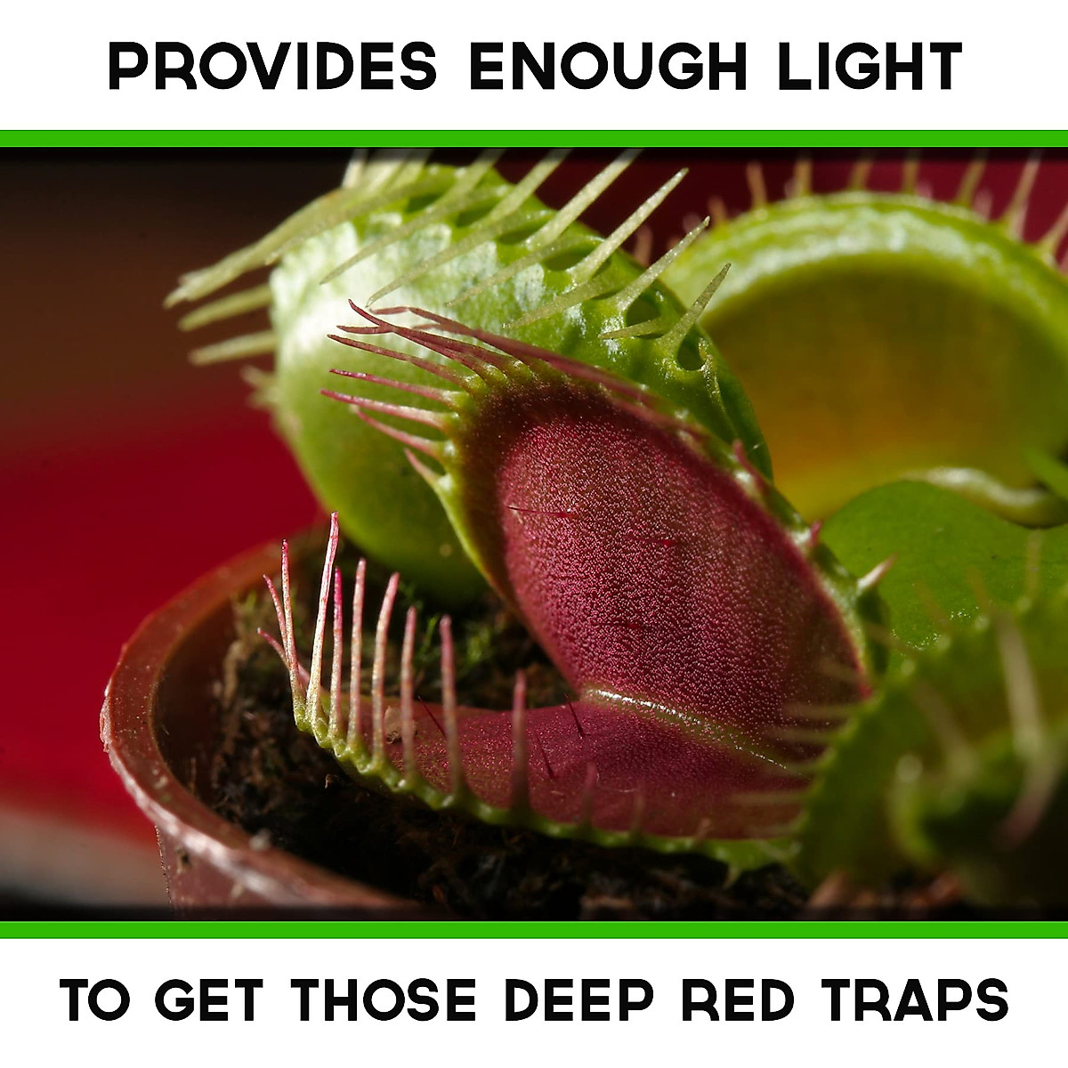 Venus Fly Trap Terrarium - for Indoor Growing - Perfect for Growing Carnivorous Plants Indoors - 16 Hour Automatic Timer -