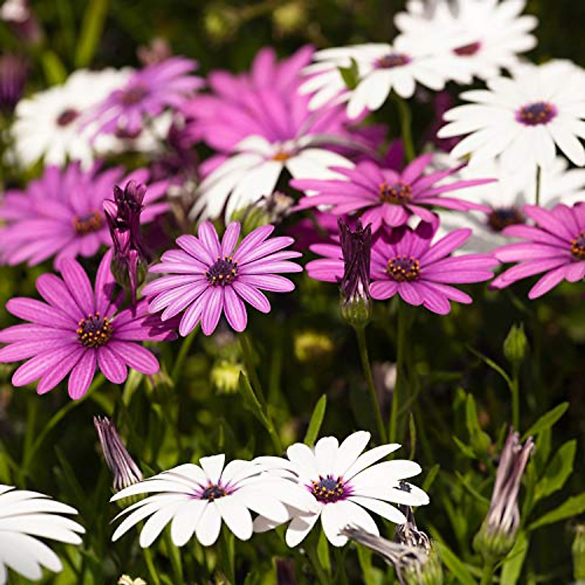 Outsidepride African Daisy Osteospermum Ecklonis Flower Seed Mix - 100 Seeds