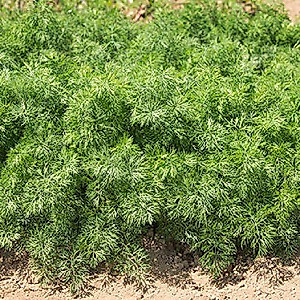 David's Garden Seeds Herb Dill Teddy 1248 (Green) 200 Non-GMO, Open Pollinated Seeds