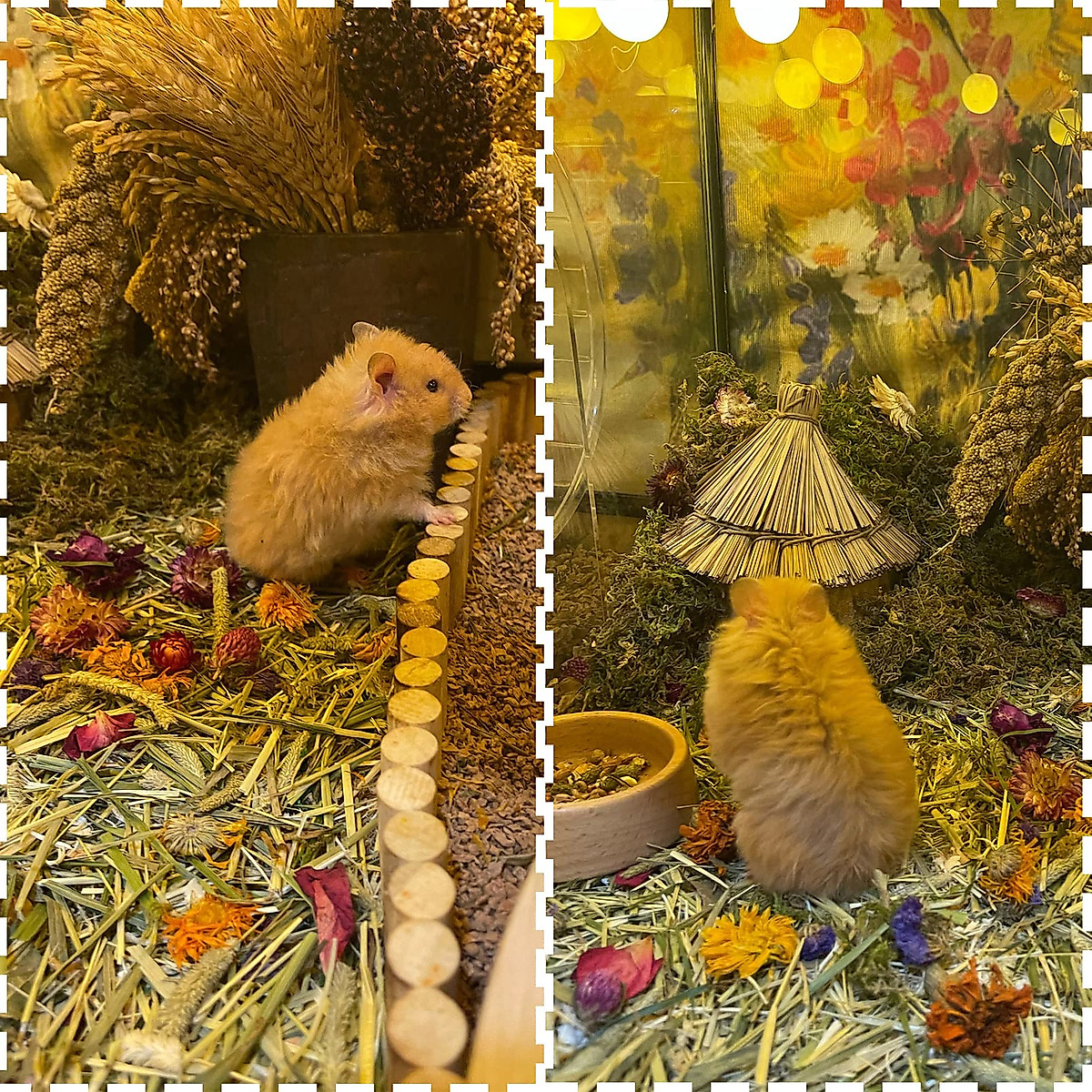 Tfwadmx Hamster Substrate Moss Natural Bedding Habitat Decor for Dwarf Syrian Hamsters Gerbils Mice Degus Bunny or Other Small Animal (Flower & Herb（A）(2PCS))