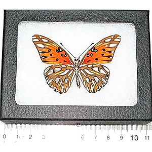 BicBugs Agraulis vanillae Verso Real Framed Butterfly Orange Gulf Fritillary
