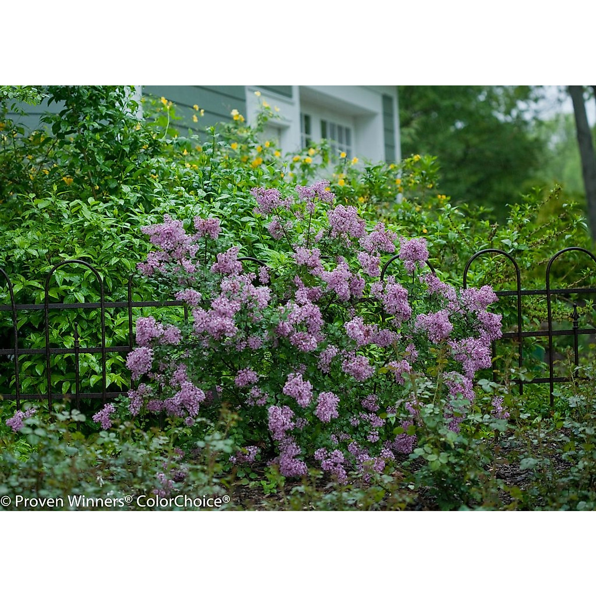 Bloomerang® Dark Purple Lilac - Syringa - Proven Winners - 4" Pot