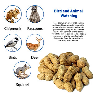 Sandy Land Squirrel Peanuts 25 Pounds Animal Peanut Bag - Ideal Also for Birds, Deer, Chipmunks, Raccoons and Outdoor Wildlife