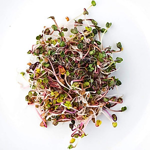 "COOL BEANS n SPROUTS" Brand, Radish Duo Sprouting Mix, 1 Pound / 16 Ounces, This is a Mix of Daikon Radish and Red Radish Seeds.