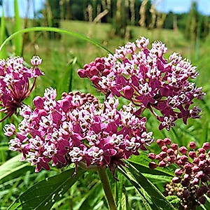 Swamp Milkweed Plant Live Pink Rose Milkweed Asclepias Incarnata Starter Plant Butterfly