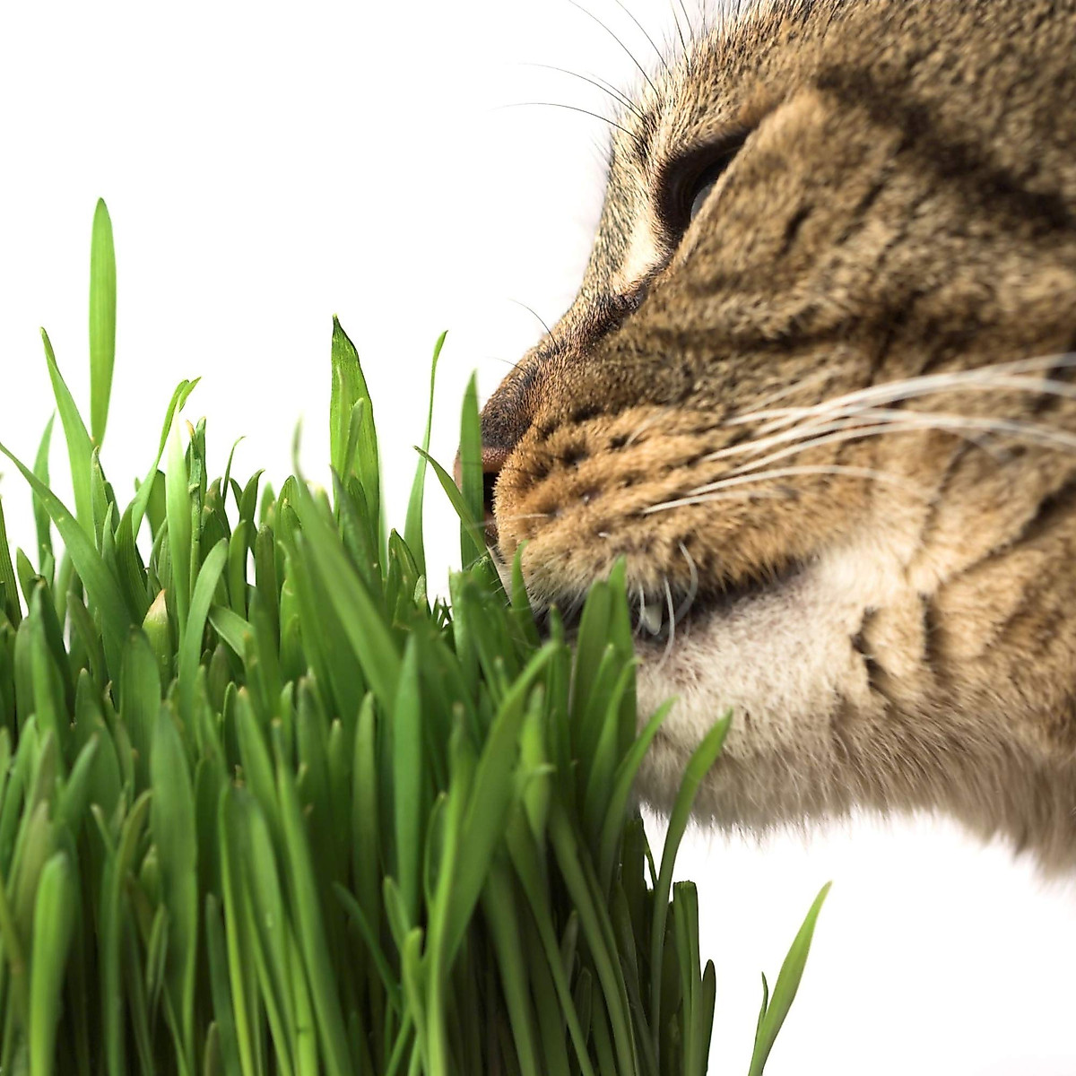 Organic Cat Grass Seed Blend for Planting - 12 oz. Handy Pantry Brand - A Healthy Mix of Organic Wheatgrass Seeds, Barley, Oats, and Rye Seeds - Non-GMO Wheatgrass Seeds for Pets