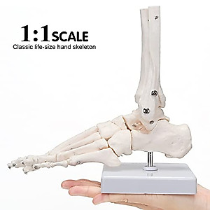 MIIRR Human Foot Skeletal Model,with Tibia and Fibula, Life Size Full Joint Model of Foot and Ankle, Suitable for Teaching and Research Tools