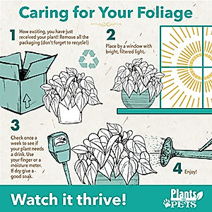 Calathea Plant Live Prayer Plant Live Indoor Plant, Calathea Live Plant Live House Plant Live Plants Indoor, Live Indoor Plants Live Houseplants Live Prayer Plants Live House Plants by Plants for Pets