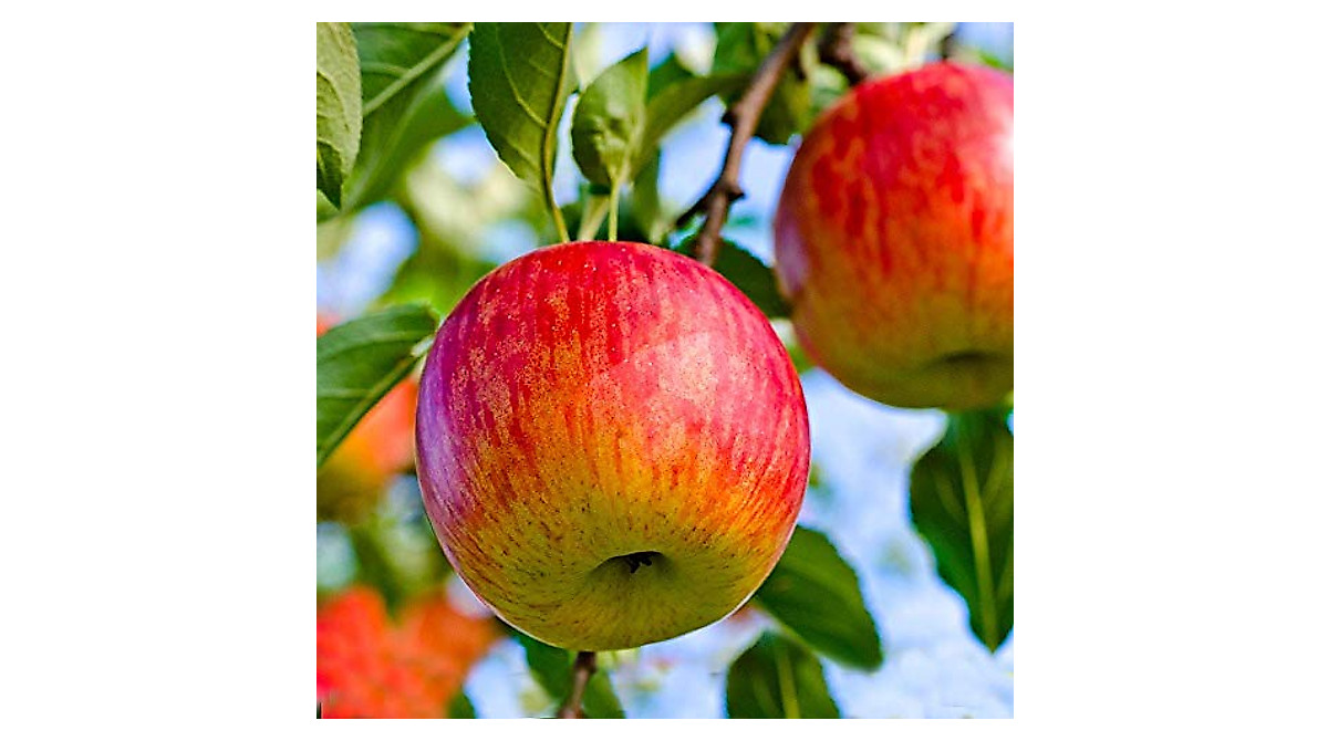 Brighter Blooms - Dwarf Fuji Apple Trees, 5-6 ft. - Fast Growing and ...