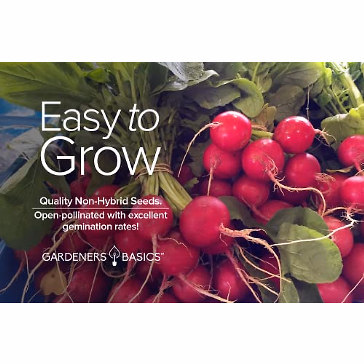 Radish Seeds for Planting - Champion Variety Heirloom, Non-GMO Vegetable Seed - 2 Grams of Seeds Great for Outdoor Spring, Winter and Fall Gardening by Gardeners Basics