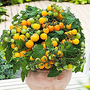 VAACNEE 100 Seeds Indoor Cherry Tomato Dwarf Red and Yellow Tomato Rare Vegetable Heirloom Seeds