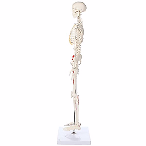 Axis Scientific Mini Human Skeleton Model with Metal Stand, 31" Tall, Painted and Numbered Muscle Insertion and Origin Points, Product Manual for Study and Reference, Easy to Assemble