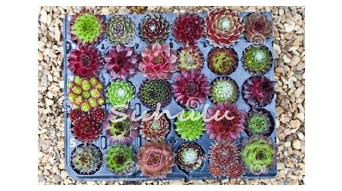 200 pcs Hens and Chicks Succulent Seeds - Buy Now!