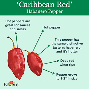 Burpee Caribbean Red Hot Pepper Seeds 30 seeds
