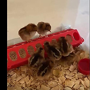 Flip Top Poultry Feeder with 16 Holes on Floor No Mess No Waste for Small Poultry Pigeon Quails Chick Ducklings Birds,2 Pieces(Yellow,Green)