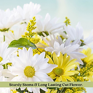 Clovers Garden Coreopsis Moonbeam (Tickseed) Plants – Two (2) Live Plants – Non-GMO - Not Seeds - Each 4" to 8" Tall – in 4" Inch Pots – Hardy Flowering Perennial, Pollinator Favorite