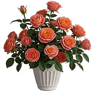 Bright Pink Rose Seedlings,Large Flowers Rose Hedging,Rose Bush,Living Tinged Rose Plant,Perennial Plant Root,Home Garden Yard Decor Blooms This Year,Easy Planting(1 Plant,No Pot Include)