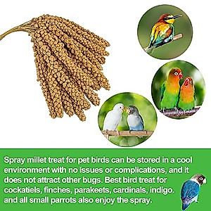 RANZ 5LBS Millet Spray for Birds, GMO-Free, Sun Dried Spray Millet, Original Bird Treats & Supplement for Parrots, Cockatiels, Lovebirds, Painted Buntings and Finches, Parakeets Food Millet