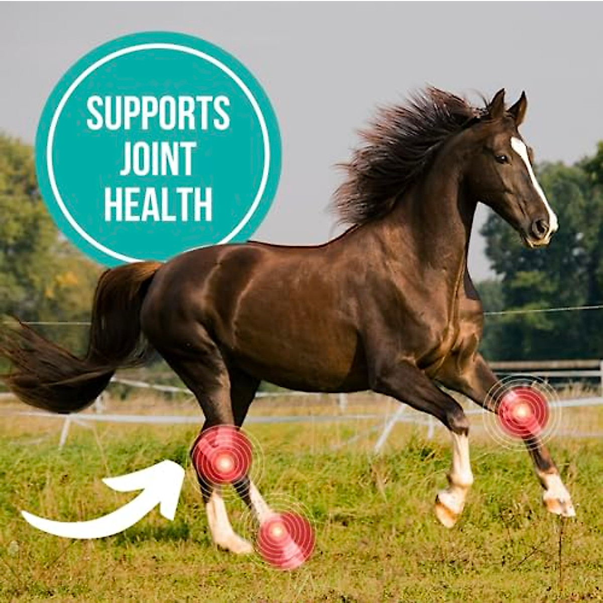 Virgin Camelina Oil for Equine, Dogs and Cats, 1 Gallon, Rich in Omega-3, 6, 9, Vitamin E, Fatty Acids. 100% Pure & Cold Pressed. Supports Skin, Coat, Joint Health. Product of Canada