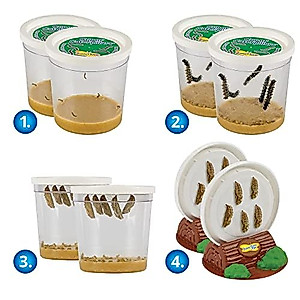 Butterfly Garden: Original Habitat and Two Live Cups of Caterpillars with STEM Butterfly Journal – Life Science & STEM Education – Butterfly Science Kit