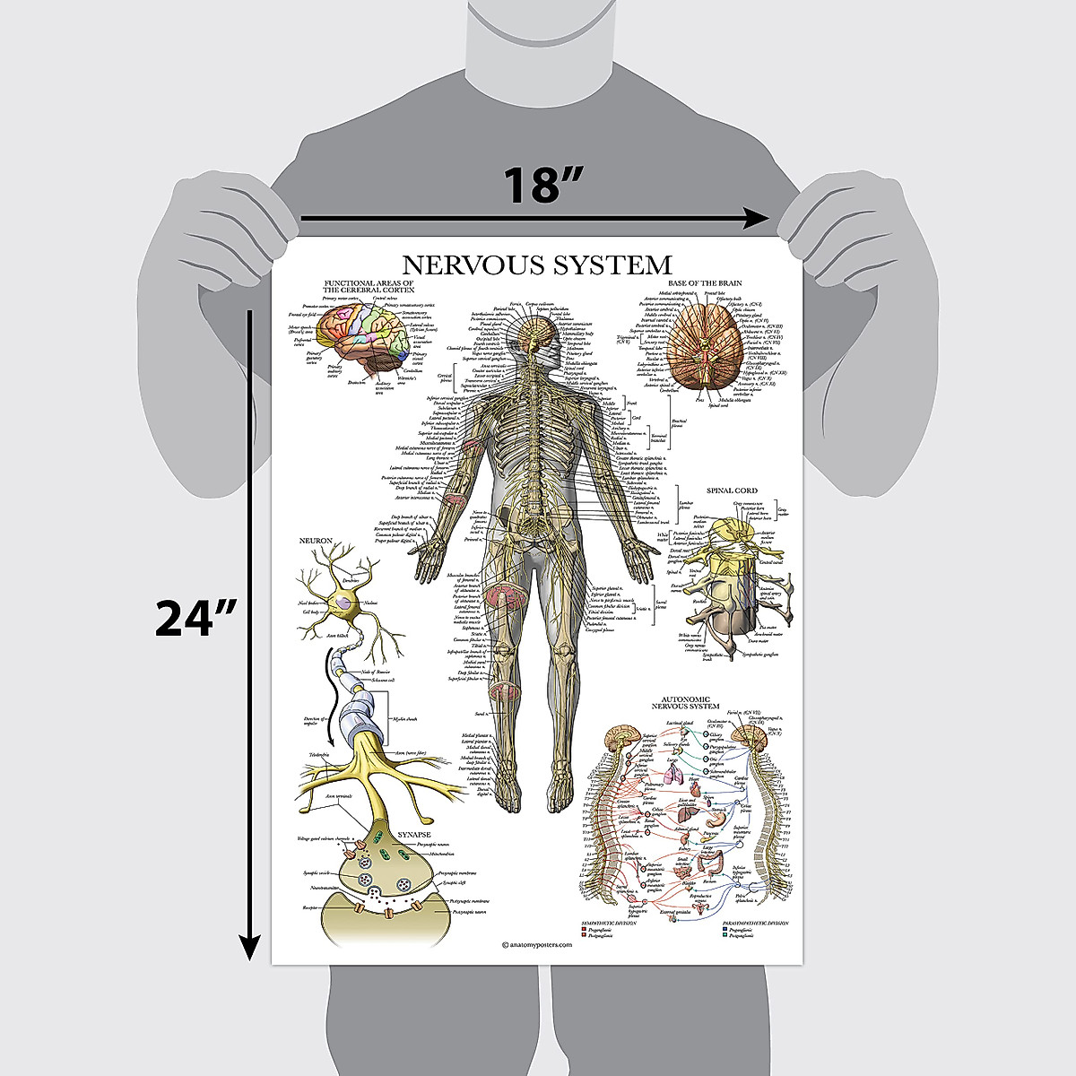 Palace Learning 2 Pack - Spinal Nerves & Nervous System Anatomy Posters - Set of 2 Anatomical Charts - Spine/Nervous - Laminated 18" x 24"