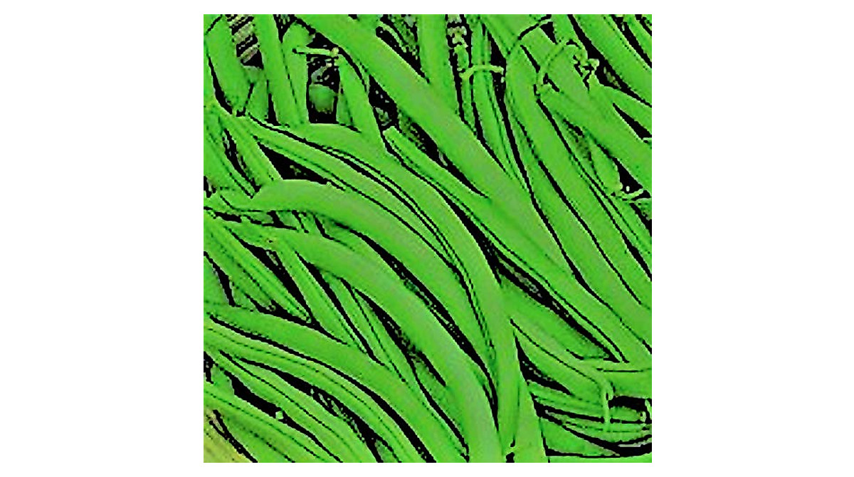 Jade Bush Green Bean Seeds: Grow Non-GMO, High-Yield Veggies!