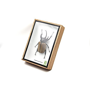 TAXIBUGS Rare Giant 5 Horn Rhino/Rhinoceros Beetle, Eupatorus gracilicornis, Taxidermy Insect Box Entomology Gift (Wooden Box)