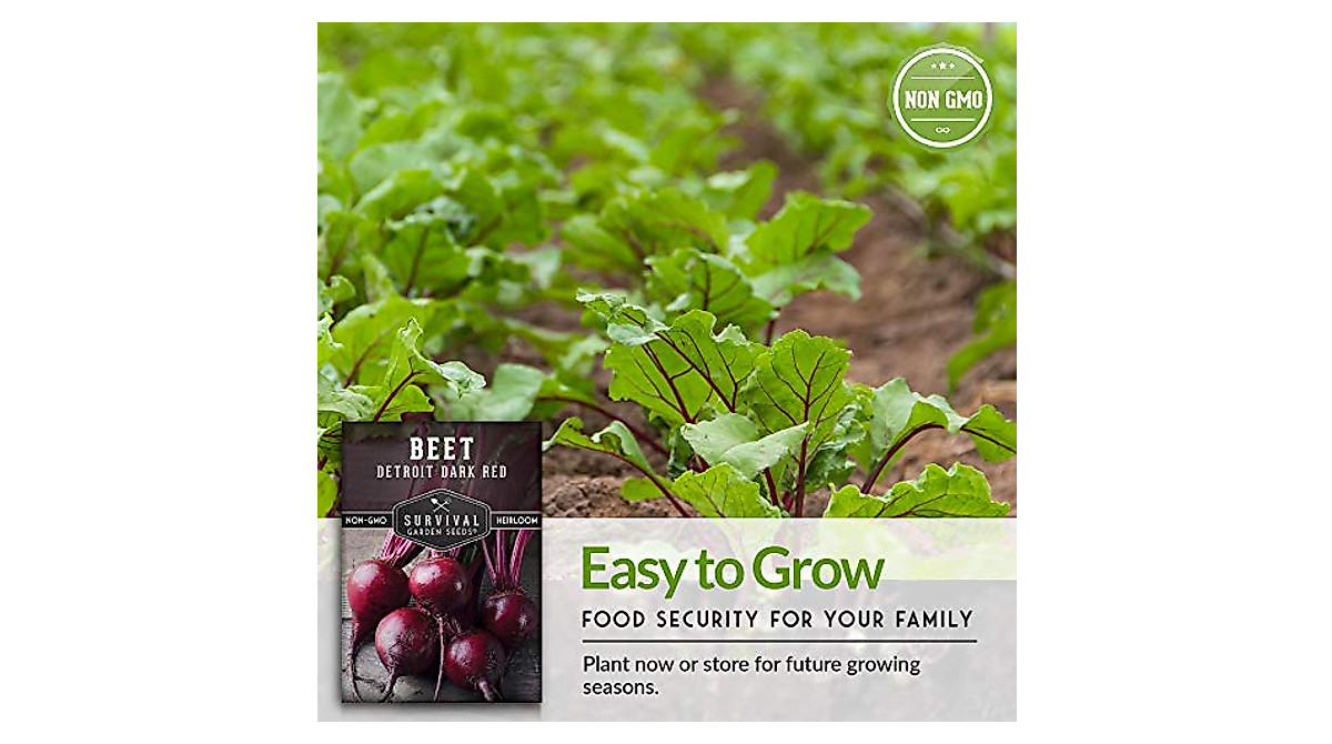 Grow Delicious Detroit Dark Red Heirloom Beet Seeds Today