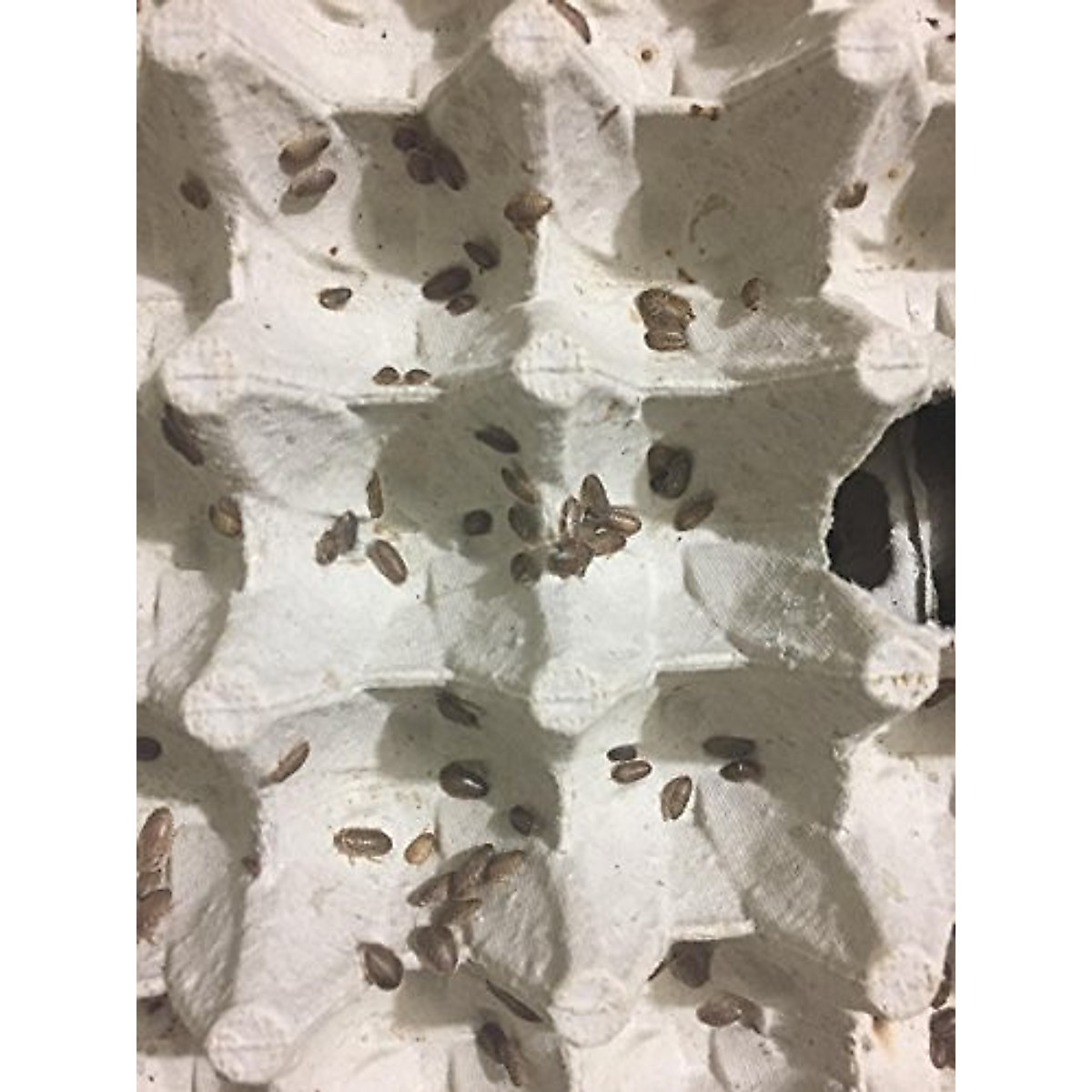 Bad Ass Bugs 250 Small Dubia Roaches