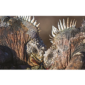 Galápagos: Life in Motion