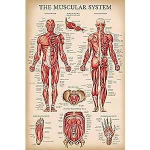 Palace Learning Vintage Muscular System Anatomical Chart - Human Muscle Anatomy Poster (LAMINATED, 18" x 24")