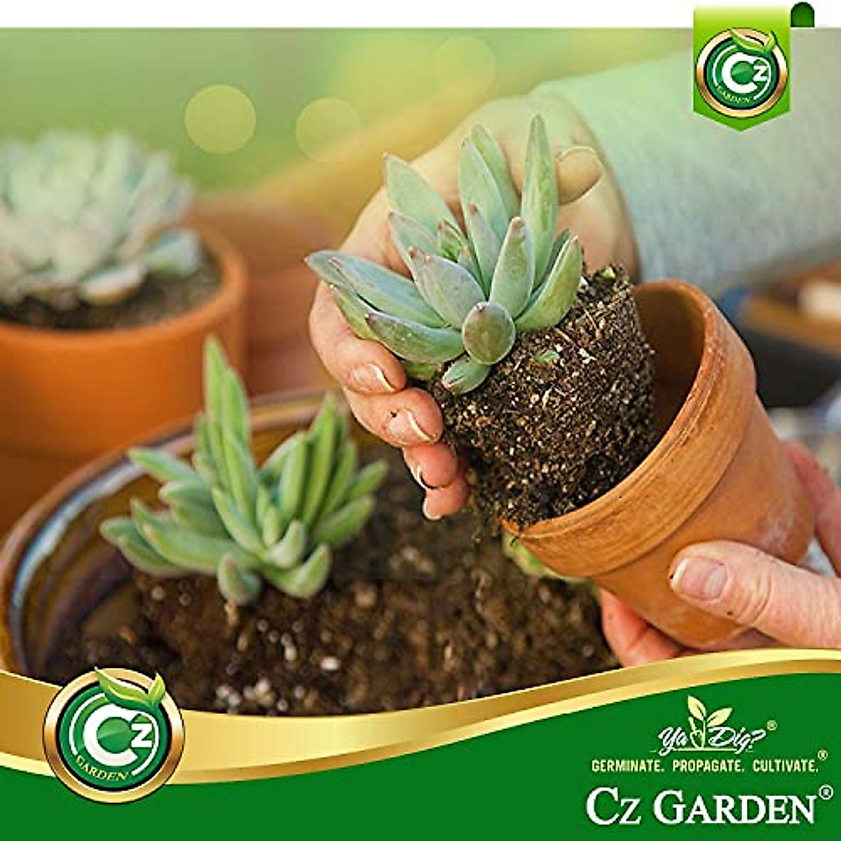 Organic Cactus & Succulent Mix - Made in USA with Premium Grade Ingredients - Coco Peat Humus • Perlite • Sand • Horticultural Charcoal to Filter Toxins and Improve Plant Growth