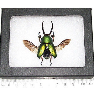 BicBugs Lamprima adolphinae Green Form Male Real stag Beetle Mounted Wings Spread Framed Papua New Guinea