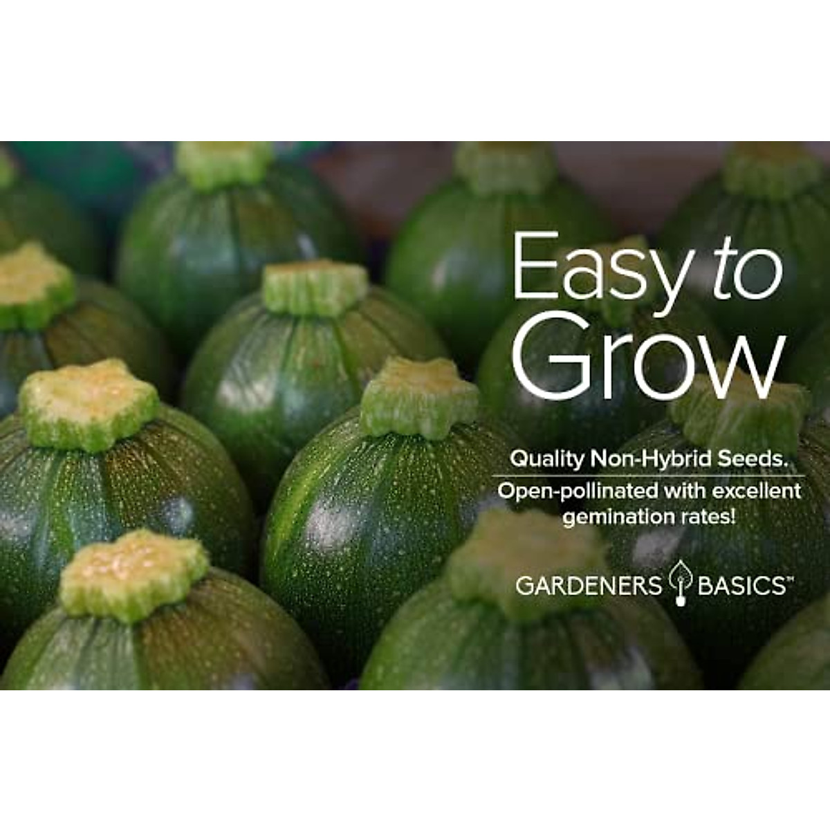 Round Zucchini Seeds for Planting Heirloom, Non-GMO Vegetable Summer Squash Container Variety- 3 Grams Seeds Great for Summer Garden by Gardeners Basics