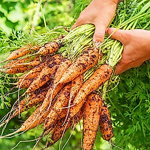 Purely Organic Products Purely Organic Heirloom Carrot Seeds (Scarlet Nantes) - Approx 1800 Seeds