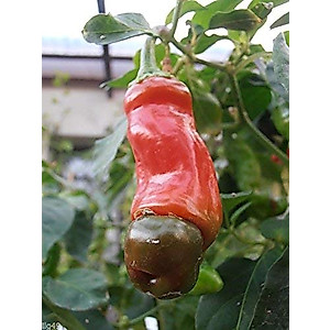 1312-Penis Peter Pepper Mix (Capsicum chinense) Seeds by Robsrareandgiantseeds UPC0764425789666 Bonsai,Non-GMO, Hottest,Organic,Historic,Super Hot, 1312 Package of 10 Seeds