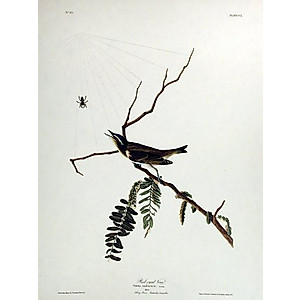 Red-eyed Vireo. From"The Birds of America" (Amsterdam Edition)