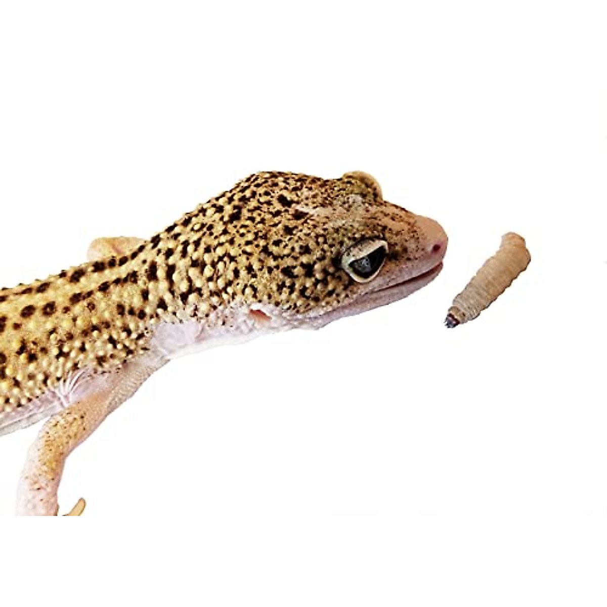 Josh's Frogs Waxworms (50 Count)