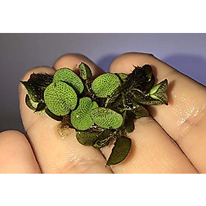 50 Water Spangles (Salvinia Minima) Live Floating Plants for Aquarium or Pond by TMDFishKeeping