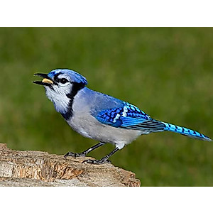 Backyard Seeds Shelled Peanut Pickouts (50 Pounds)