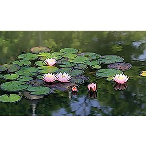 Lubove's Lotus Seeds | 10 Seeds | Beautiful Aquatic Plants
