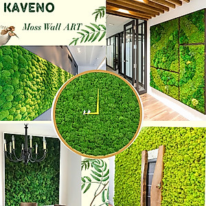 Moss Preserved, Green Moss for Fairy Gardens, Terrariums, Any Craft or Floral Project or Wedding Other Arts (Green, 3OZ)