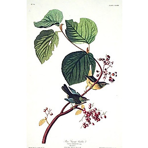 Pine Swamp Warbler. From"The Birds of America" (Amsterdam Edition)