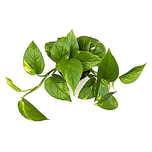 Golden Pothos Plant Live House Plant Live Plants, Trailing Plants Live Houseplants, Golden Pothos Live Plant Houseplant, Live Pothos Devils Ivy Live Plant Money Plant Indoor Plants by Plants for Pets