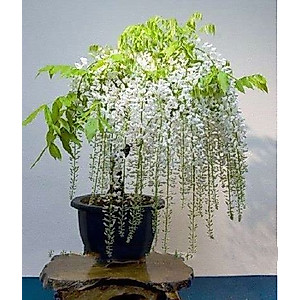 5 White Wisteria Bonsai Tree Seeds for Planting - Wisteria sinensis Alba - 5 Rare Seeds, Popular for Bonsai